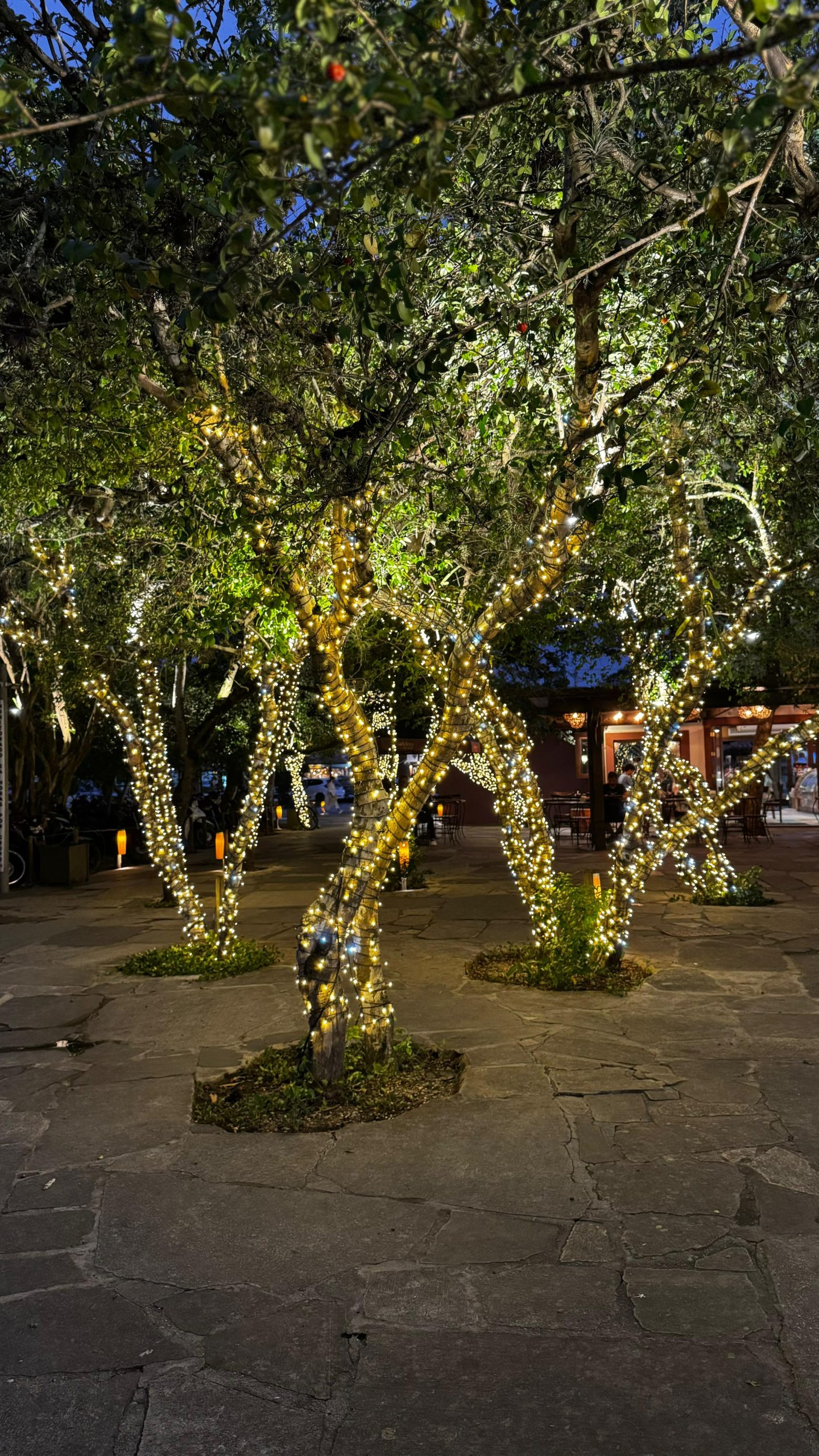 Natal em Búzios: iluminação especial no Porto da Barra começa dia 20 de ...